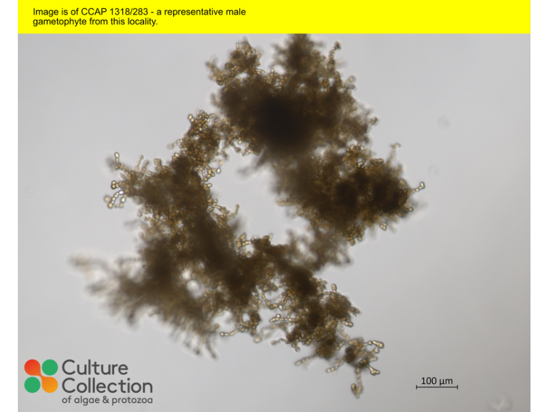 Saccharina latissima