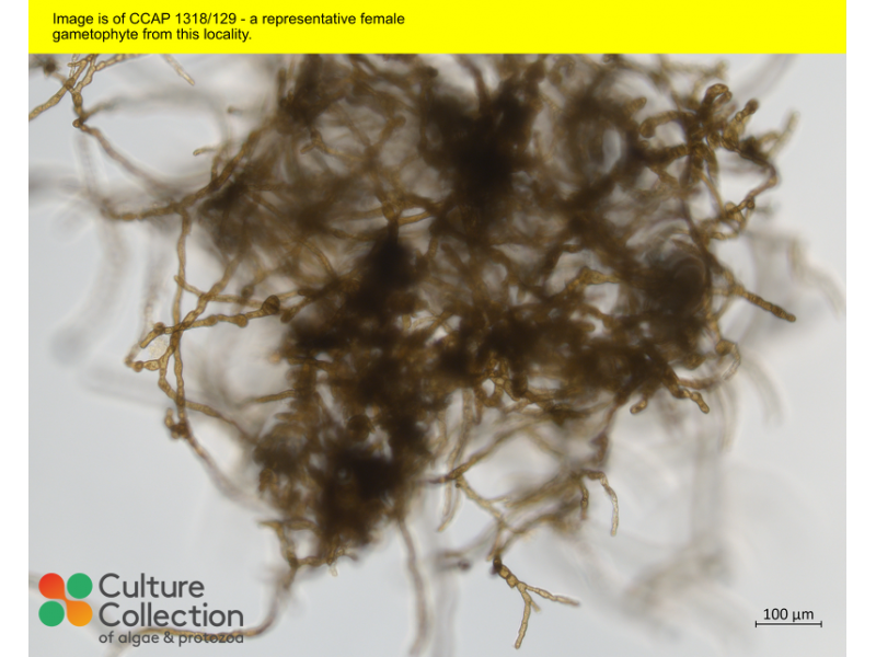 Saccharina latissima