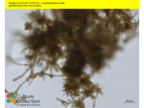 Saccharina latissima