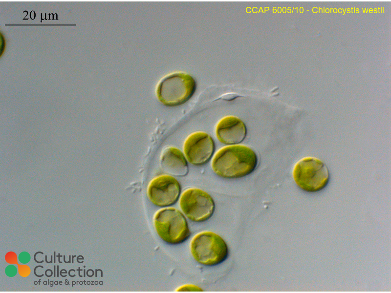 Chlorocystis john-westii
