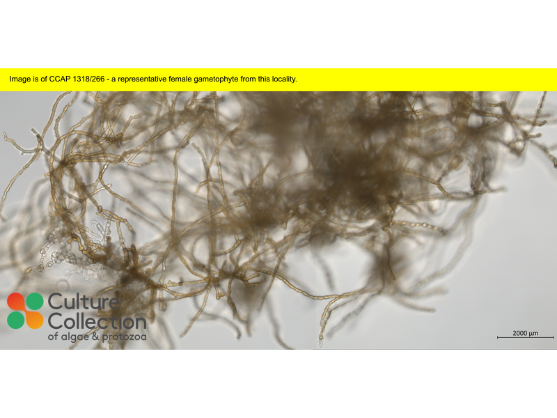 Saccharina latissima