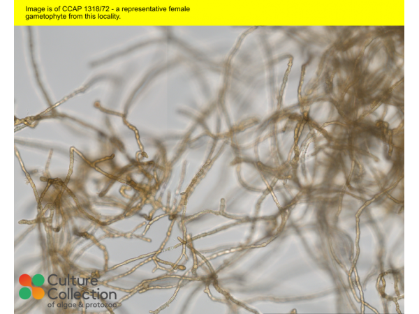 Saccharina latissima