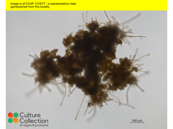 Saccharina latissima