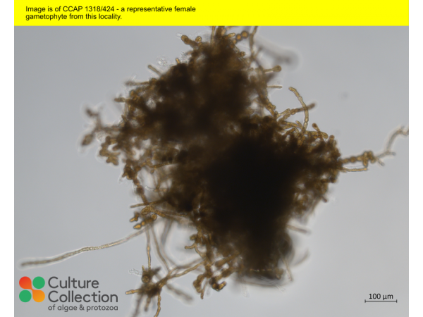 Saccharina latissima