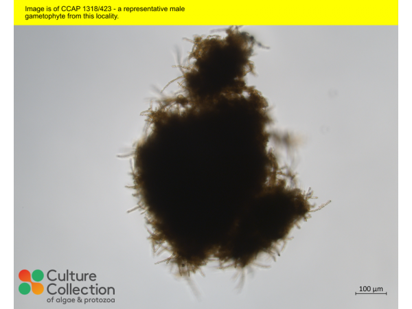 Saccharina latissima