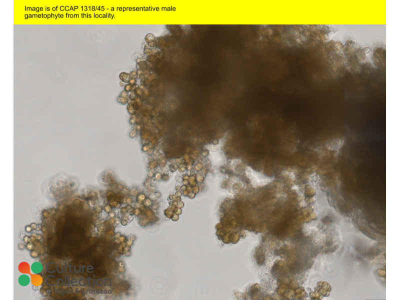 Saccharina latissima