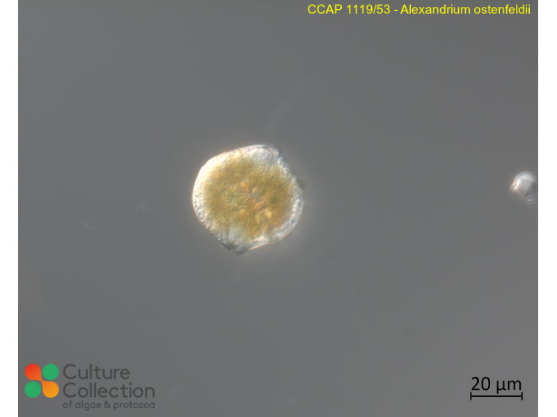 Alexandrium ostenfeldii