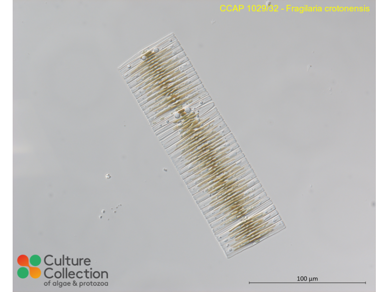 Fragilaria crotonensis