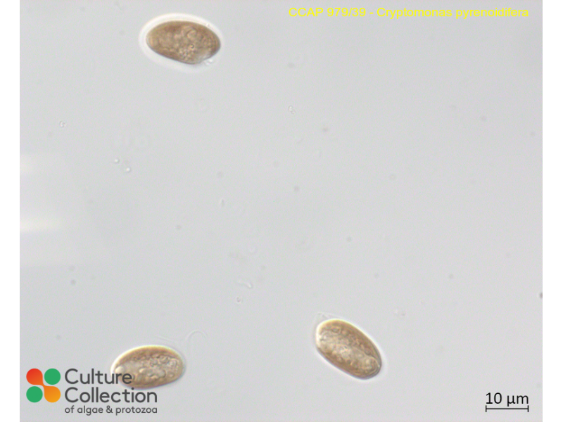 Cryptomonas pyrenoidifera