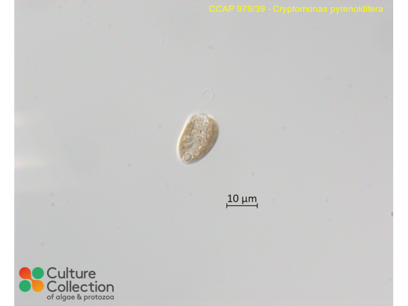 Cryptomonas pyrenoidifera