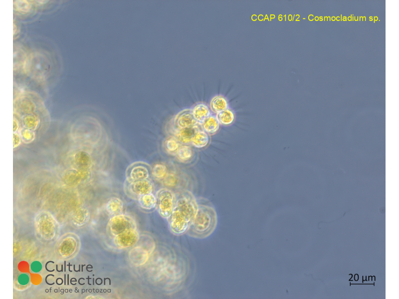 Cosmocladium sp.