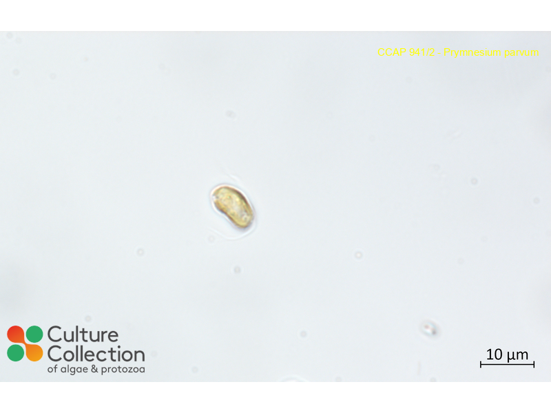 Prymnesium parvum