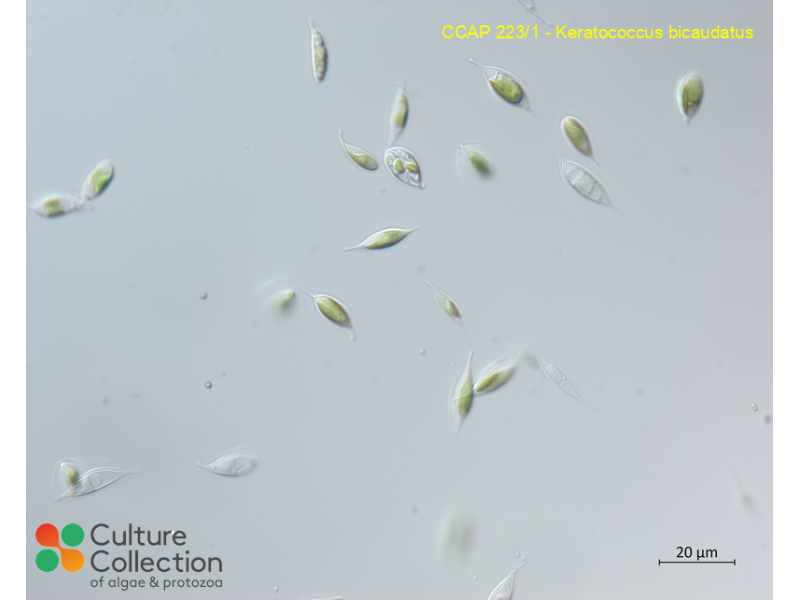 Keratococcus bicaudatus