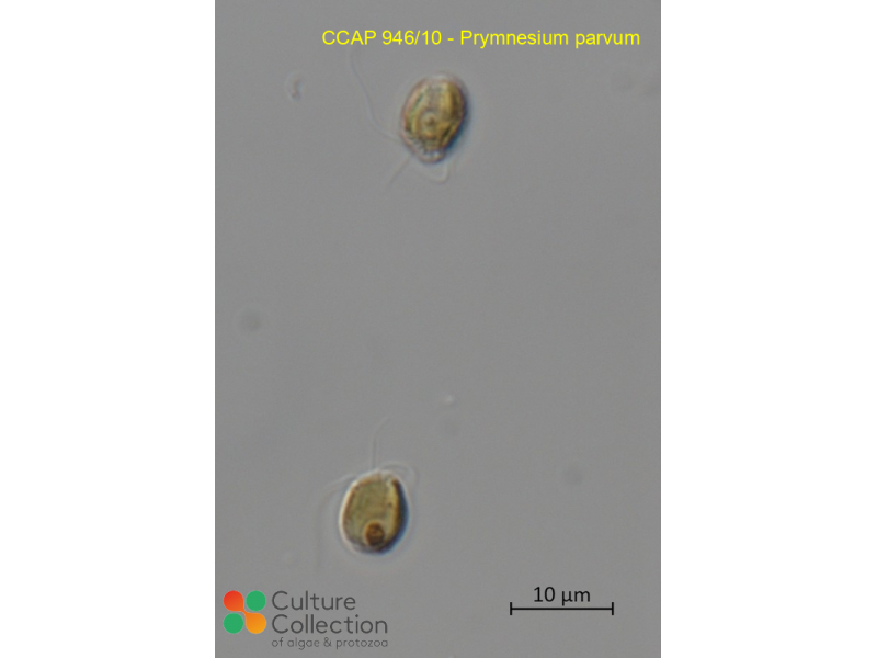 Prymnesium parvum