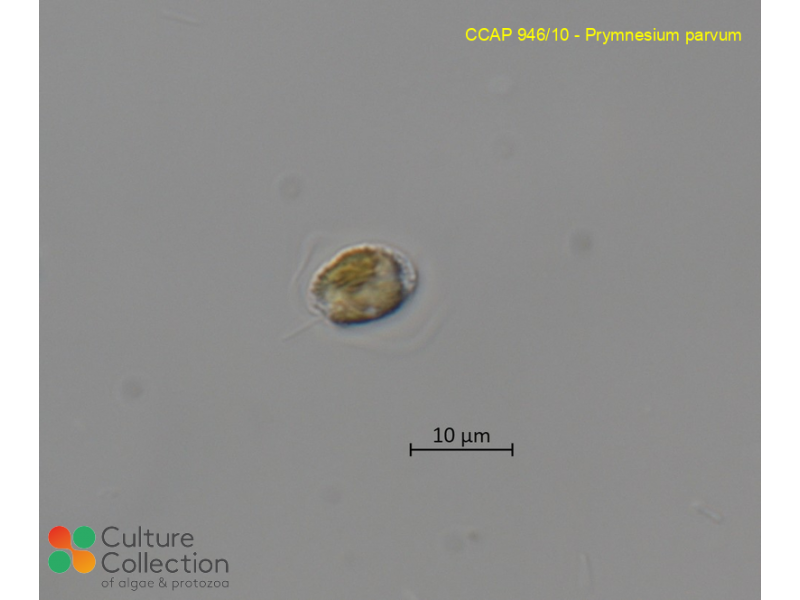 Prymnesium parvum