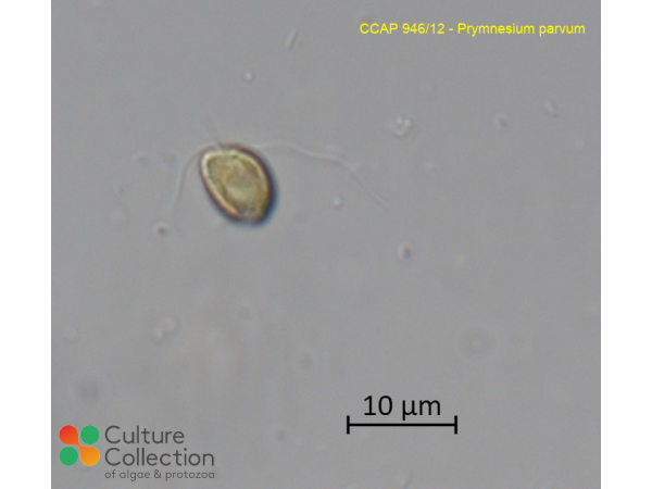 Prymnesium parvum