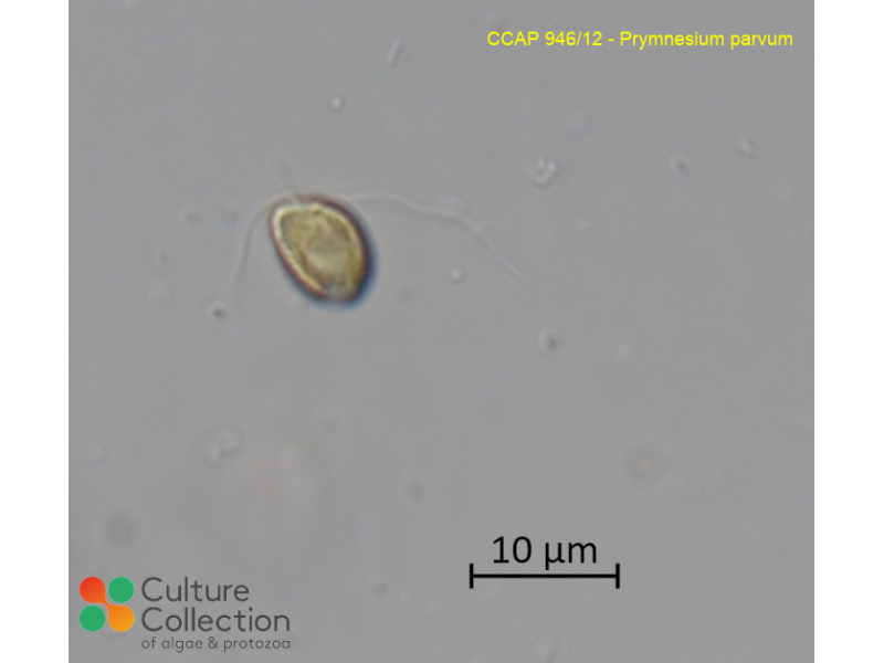 Prymnesium parvum