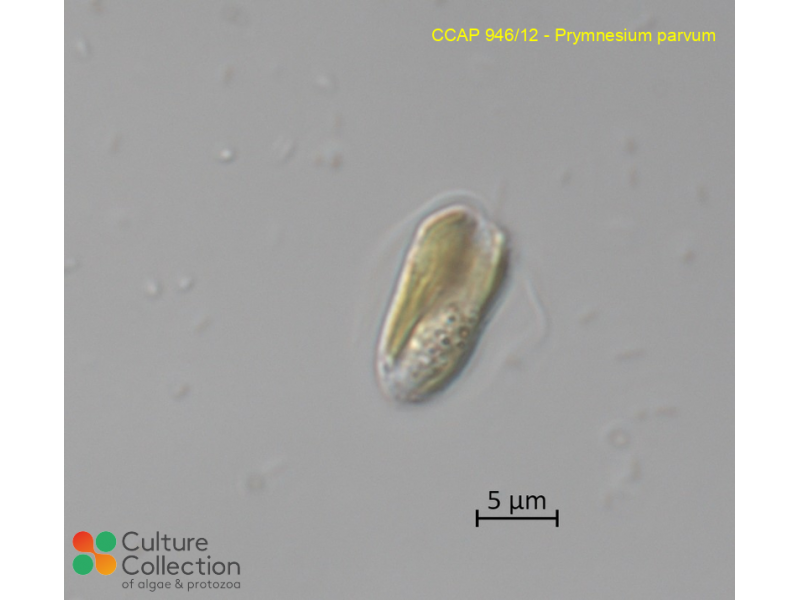 Prymnesium parvum