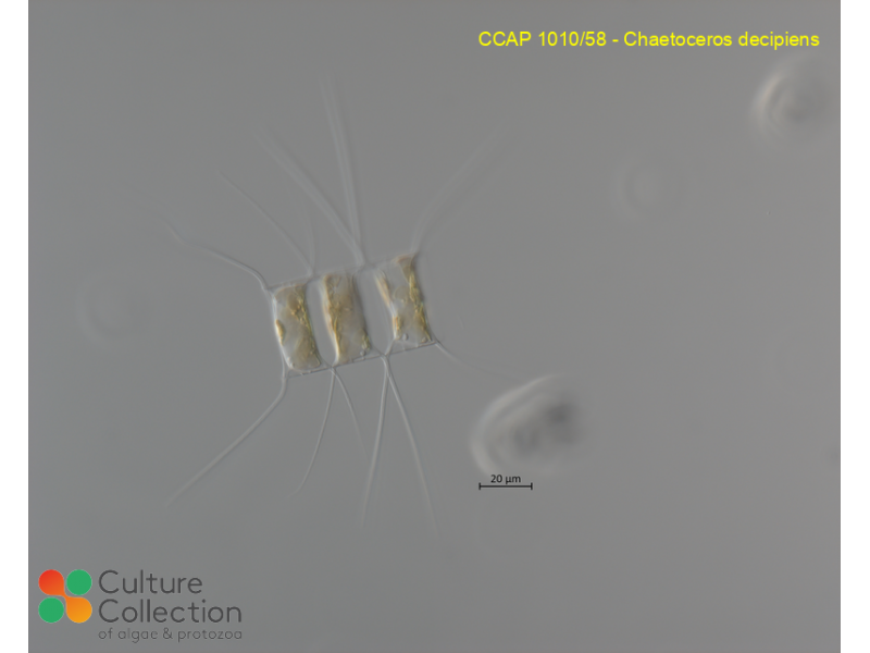 Chaetoceros decipiens