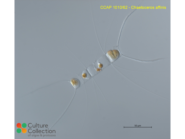 Chaetoceros affinis