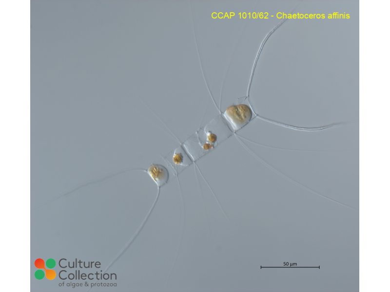 Chaetoceros affinis