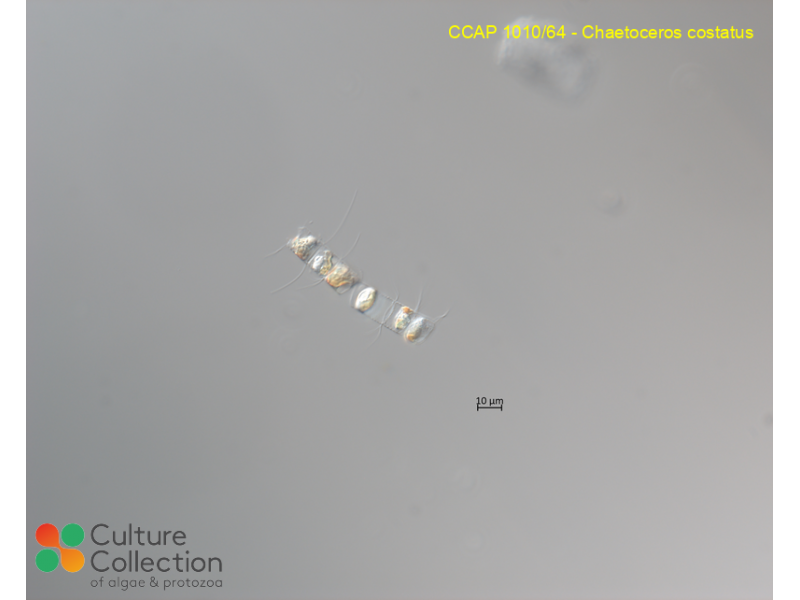 Chaetoceros costatus