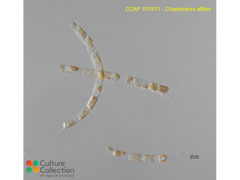 Chaetoceros affinis