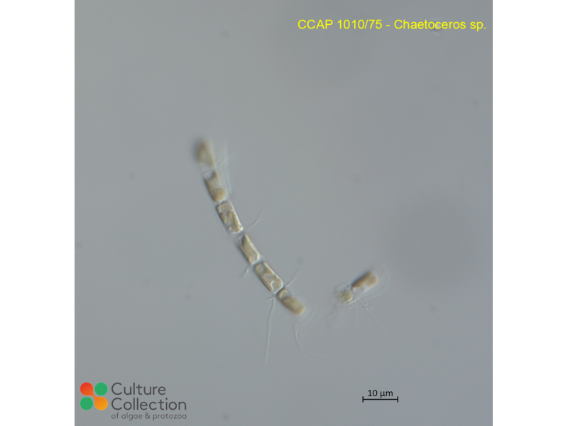 Chaetoceros sp.