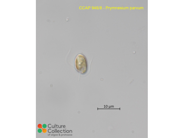 Prymnesium parvum