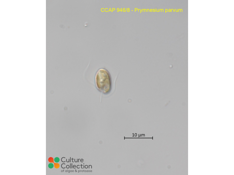 Prymnesium parvum