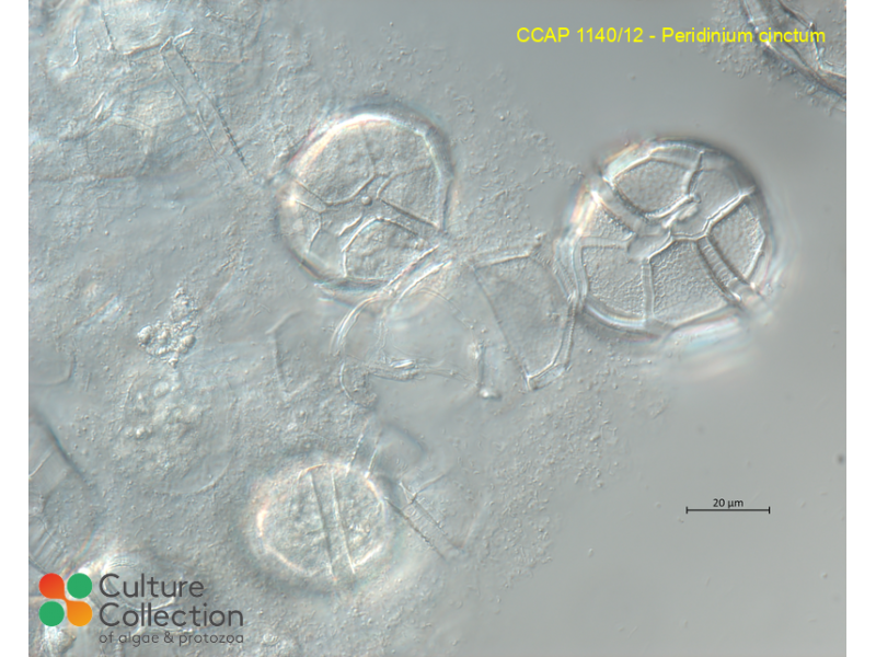 Peridinium cinctum