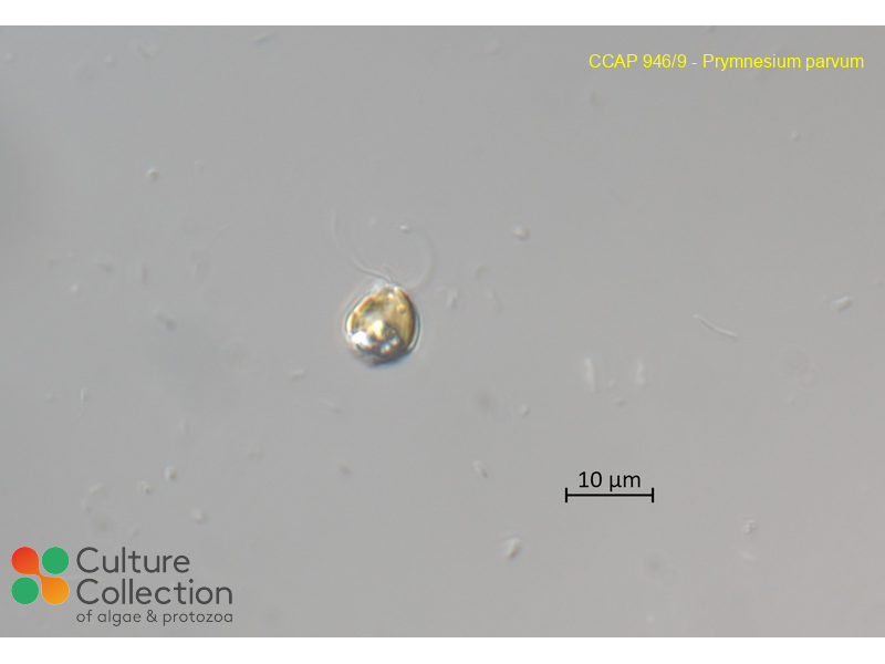 Prymnesium parvum