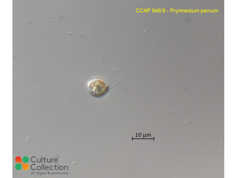 Prymnesium parvum