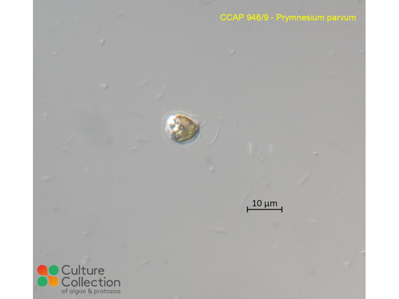 Prymnesium parvum