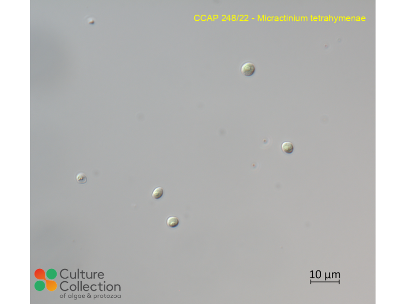 Micractinium tetrahymenae