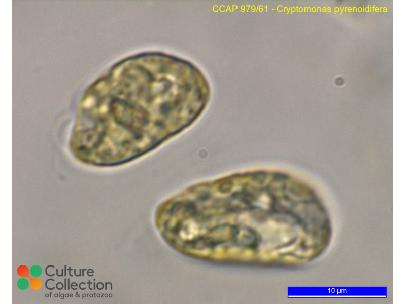 Cryptomonas pyrenoidifera