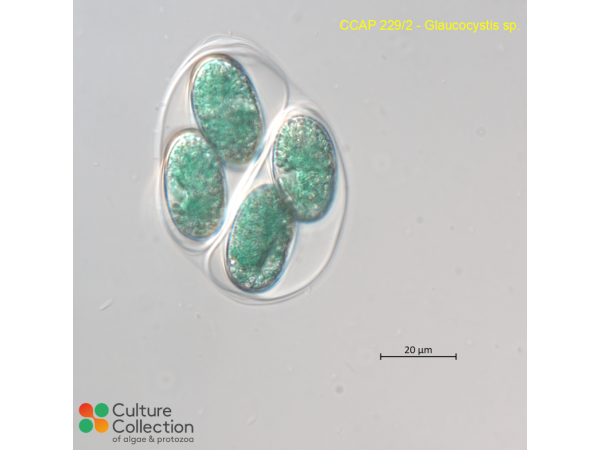 Glaucocystis sp.