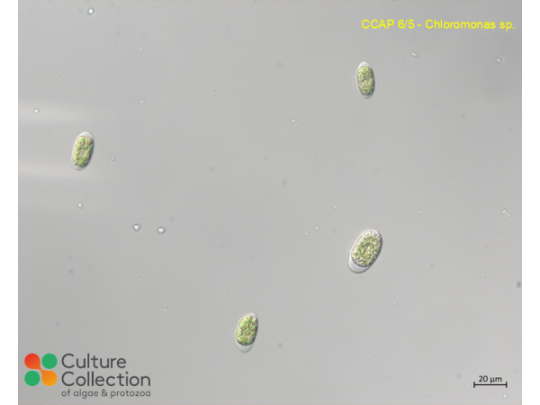 Chloromonas sp.
