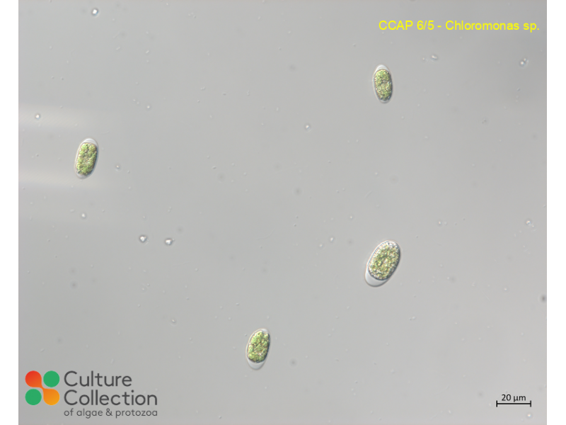 Chloromonas sp.