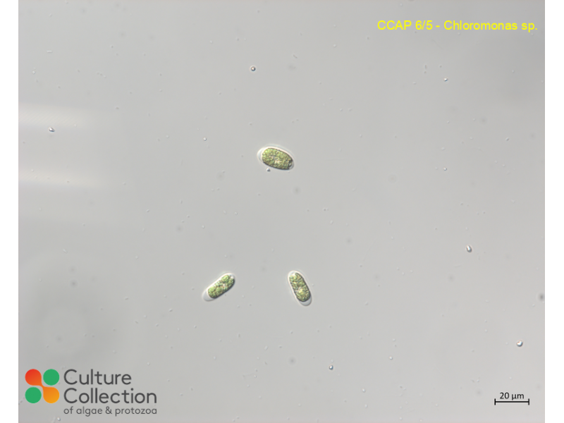 Chloromonas sp.
