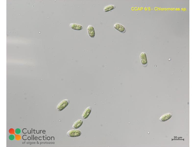 Chloromonas sp.