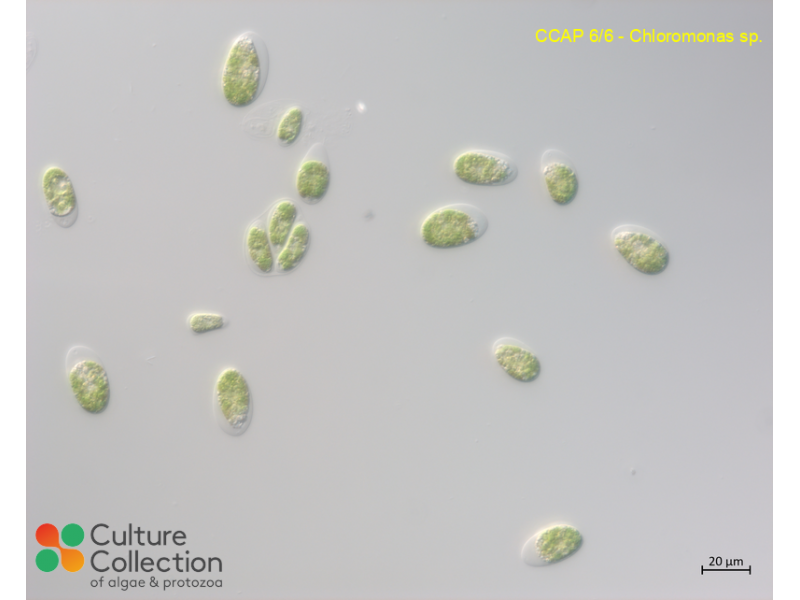 Chloromonas sp.