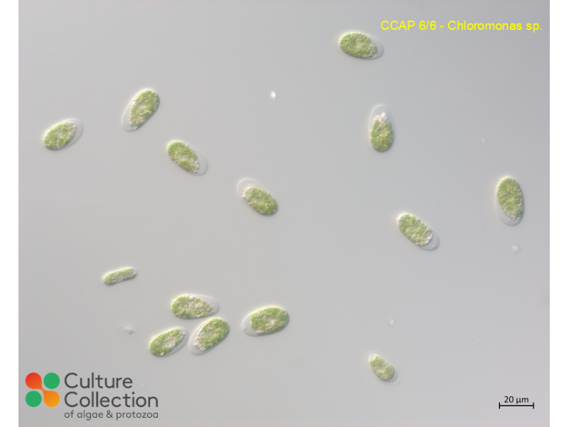 Chloromonas sp.