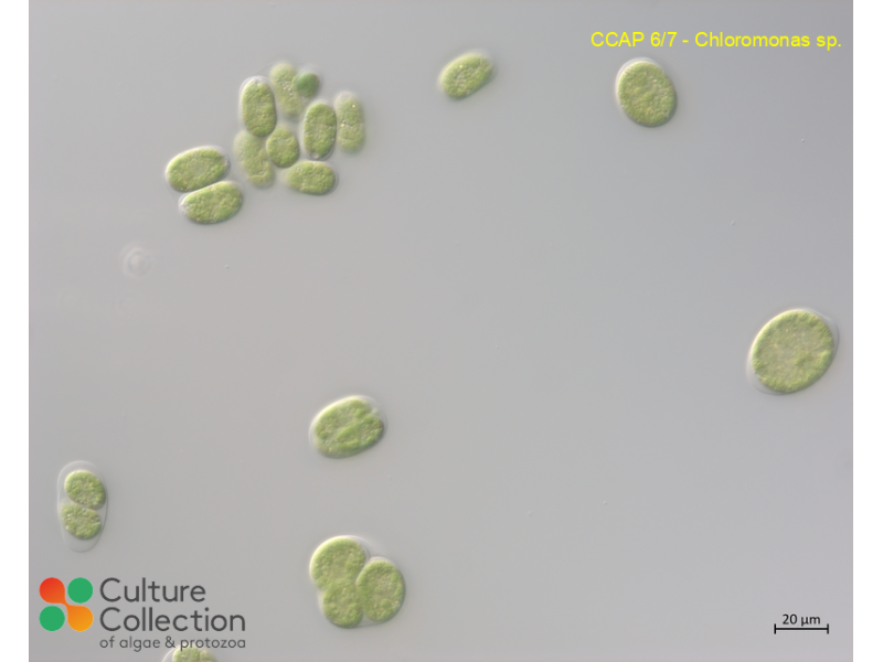 Chloromonas sp.