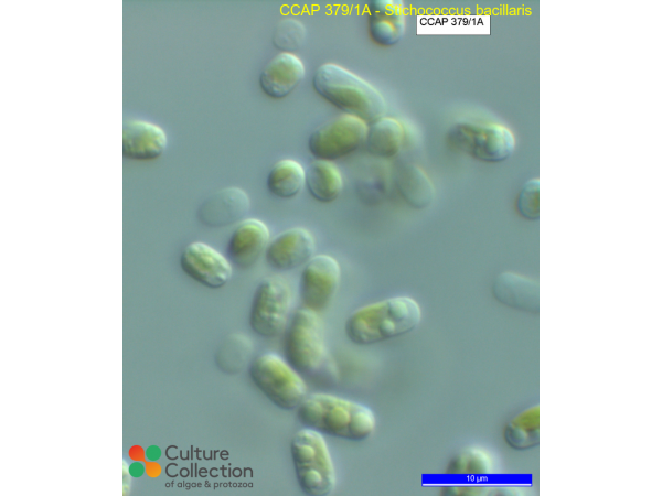 Stichococcus bacillaris
