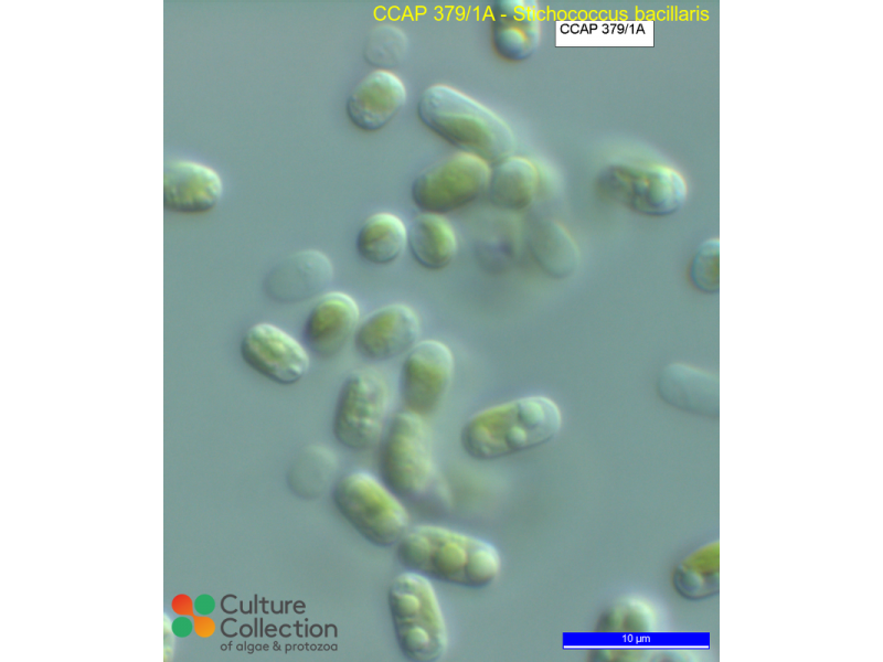 Stichococcus bacillaris