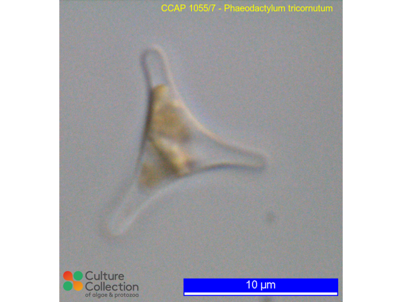 Phaeodactylum tricornutum