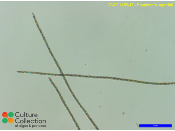 Planktothrix agardhii