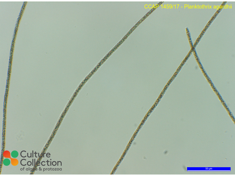 Planktothrix agardhii