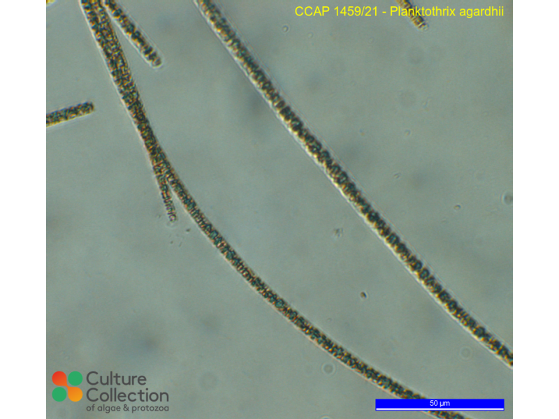 Planktothrix agardhii